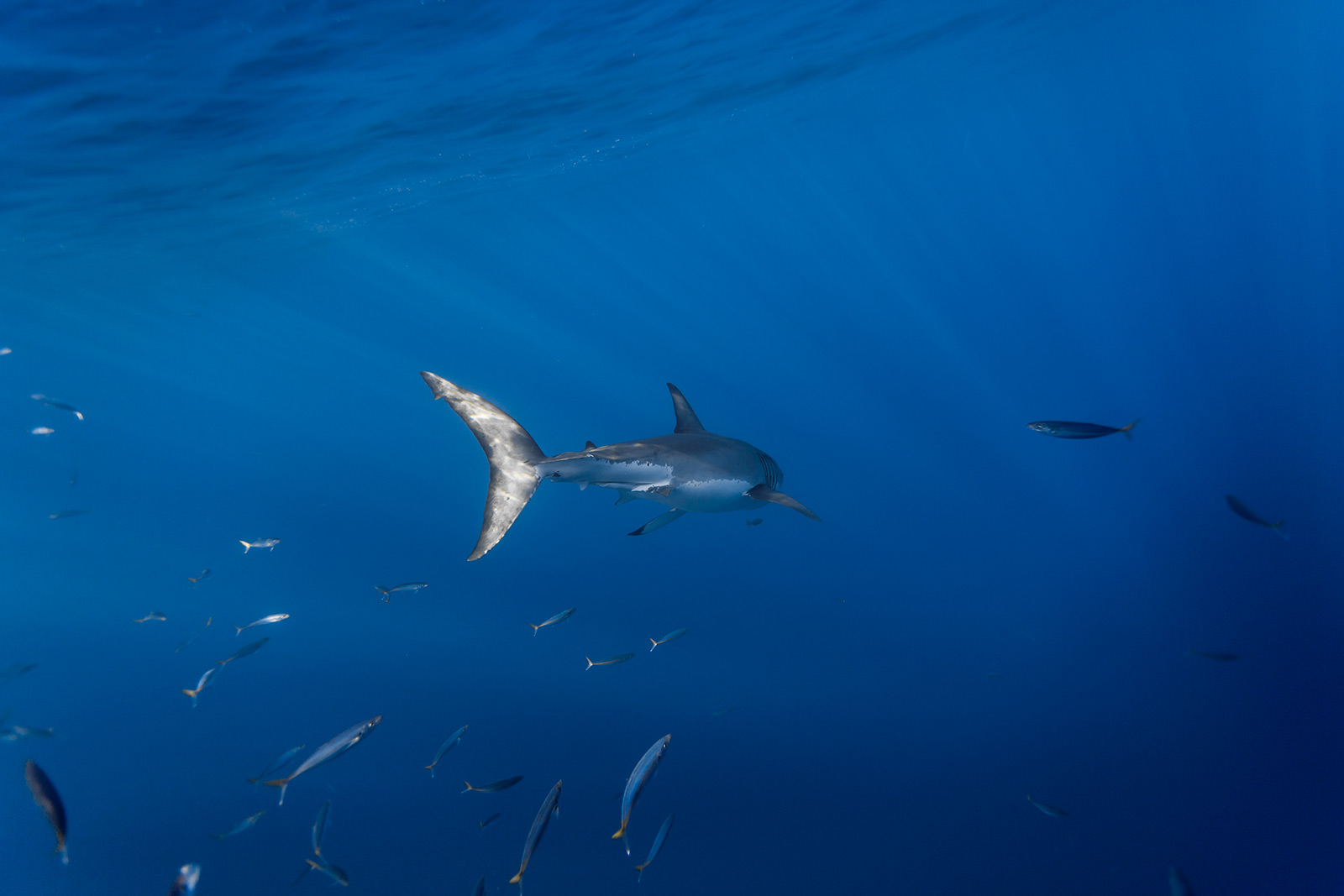 Great White Shark From Above